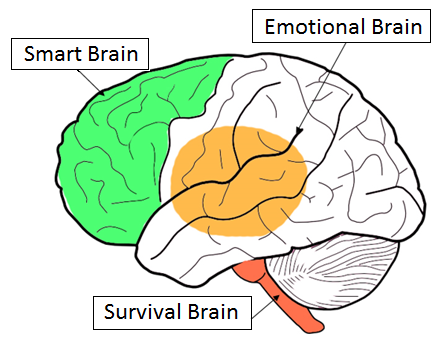 Emotional Brain Function